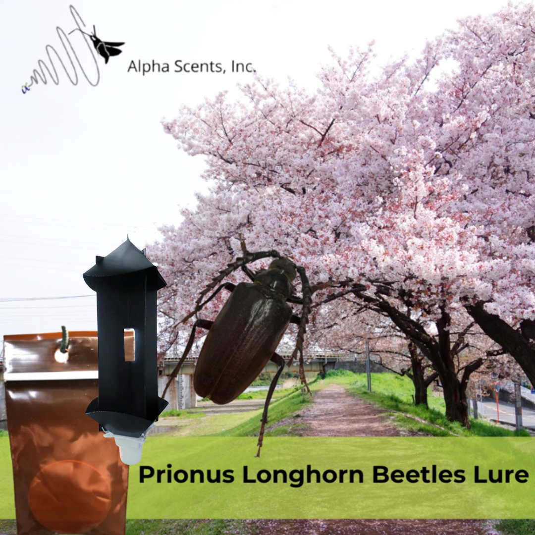 Protect Fruits and Nuts with Prionus Longhorn Beetles Lure – Alpha Scents