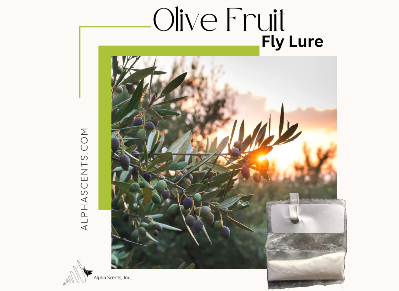 New Olive Fruit Fly Lure with Lactone Pheromone – Alpha Scents