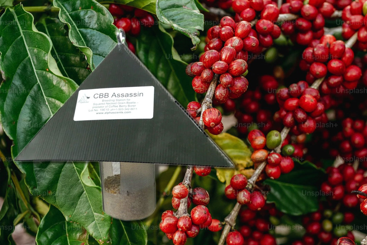 CBB ASSASSIN – Alpha Scents