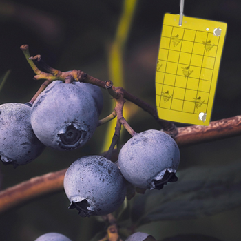 Spotted Wing Drosophila Trap | Effective Fruit Fly Control – Alpha Scents