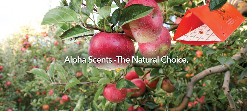 Alpha Scents