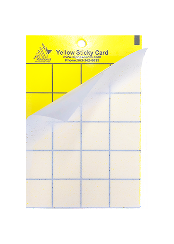 Yellow Card - Small 4 x 6 in – Alpha Scents