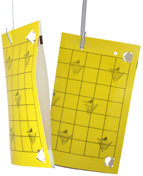 Yellow Card - Folding, 11 x 9 in (5.5 x 9 in after assembly) – Alpha Scents