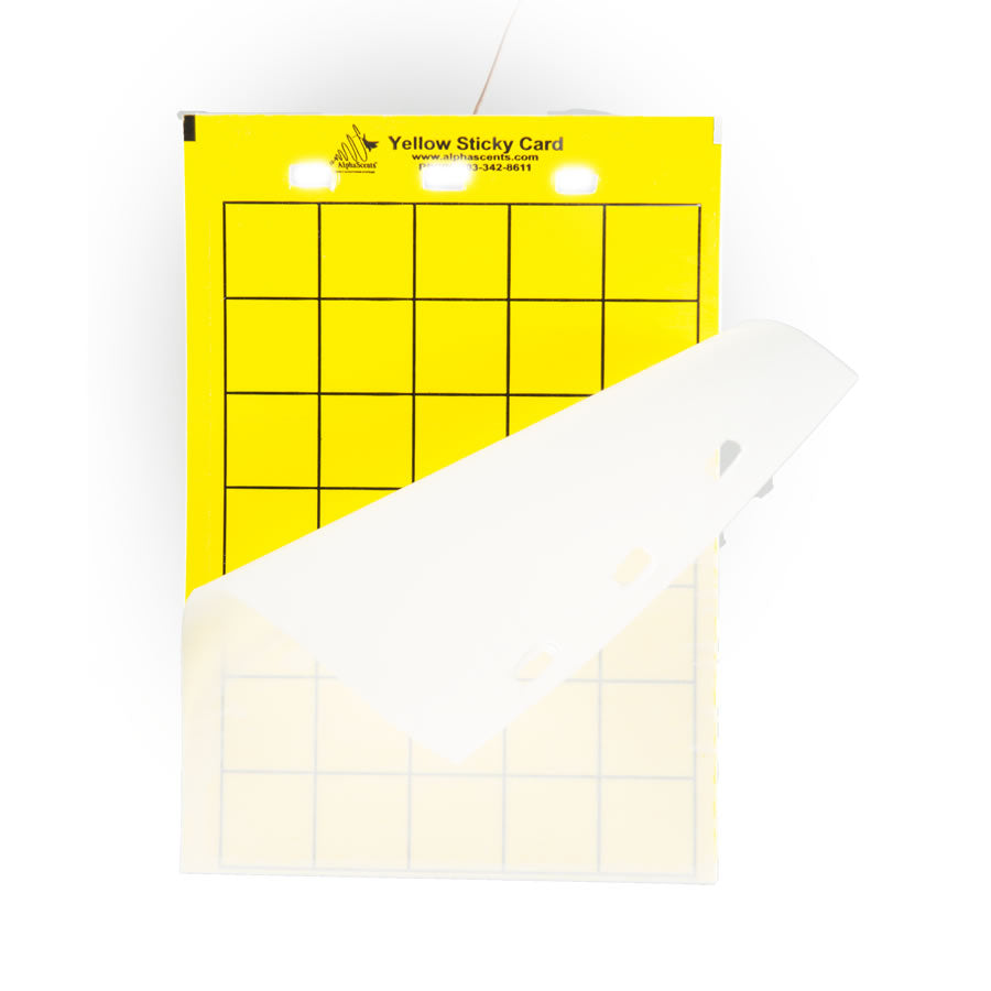 Yellow Card - Double-sided, 8 x 5.5 in – Alpha Scents